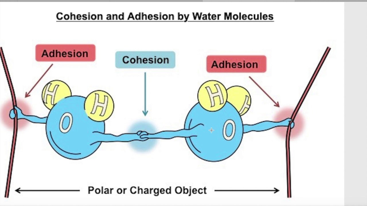 Sympathetic Vibratory Physics Cohesion